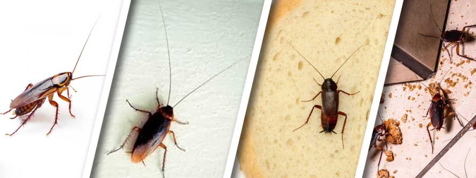 Cockroach Control - Avitus India Pest Management Pvt. Ltd.